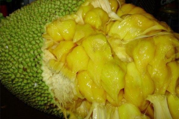 Top Countries for Jackfruit Export: A Global Overview - VnCommEx