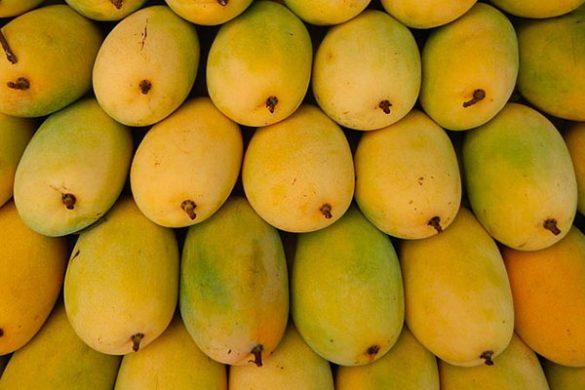 Top Mango Exporting Countries in 2024: Market Outlook - VnCommEx